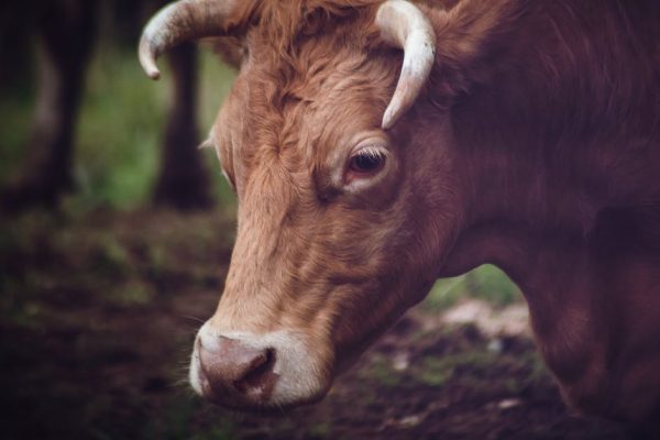 The Bull In Irish Mythology - Lora O'Brien - Irish Author & Guide